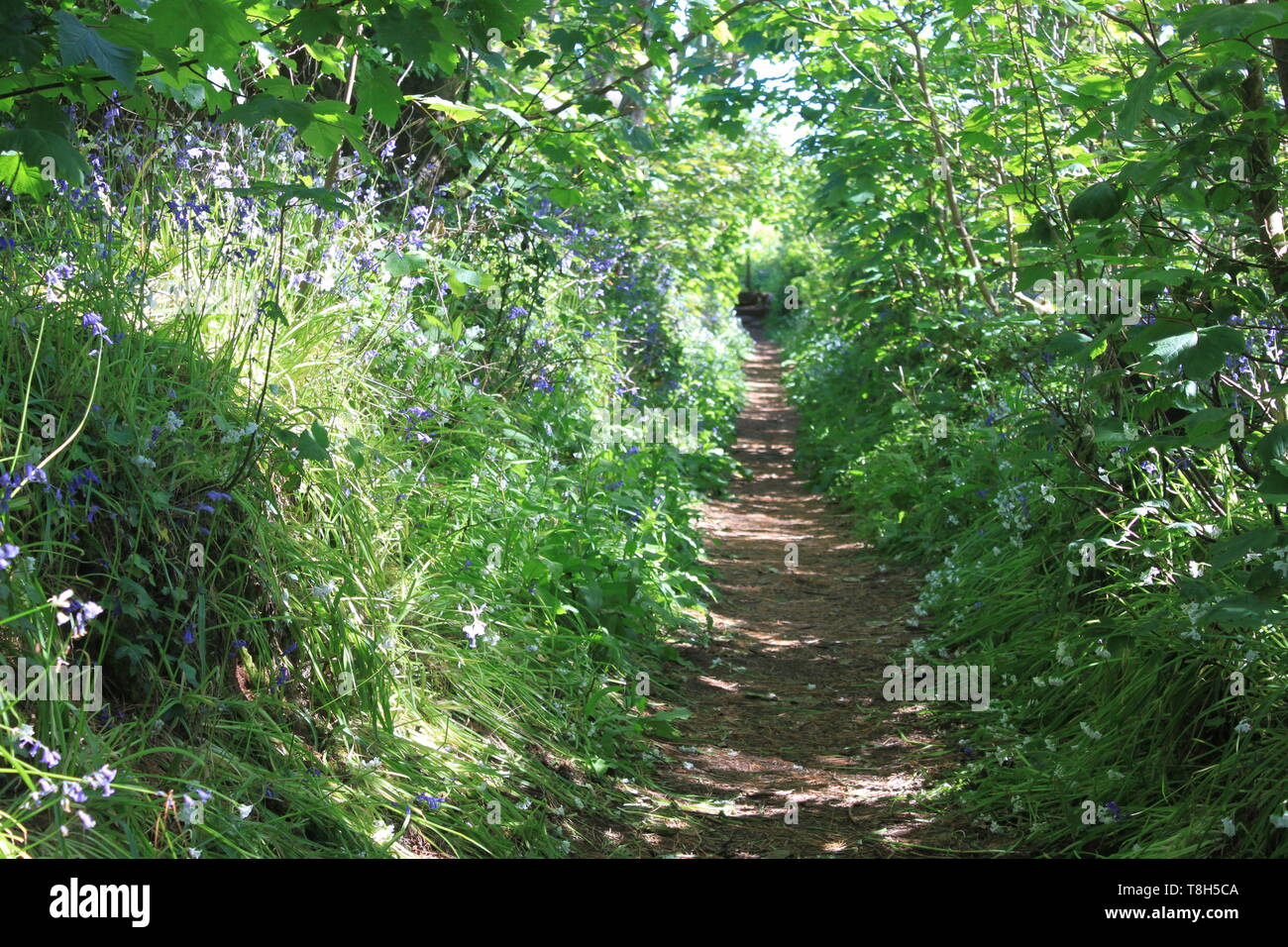 a footpath through woodland bordered by flowering hedges in summer ...
