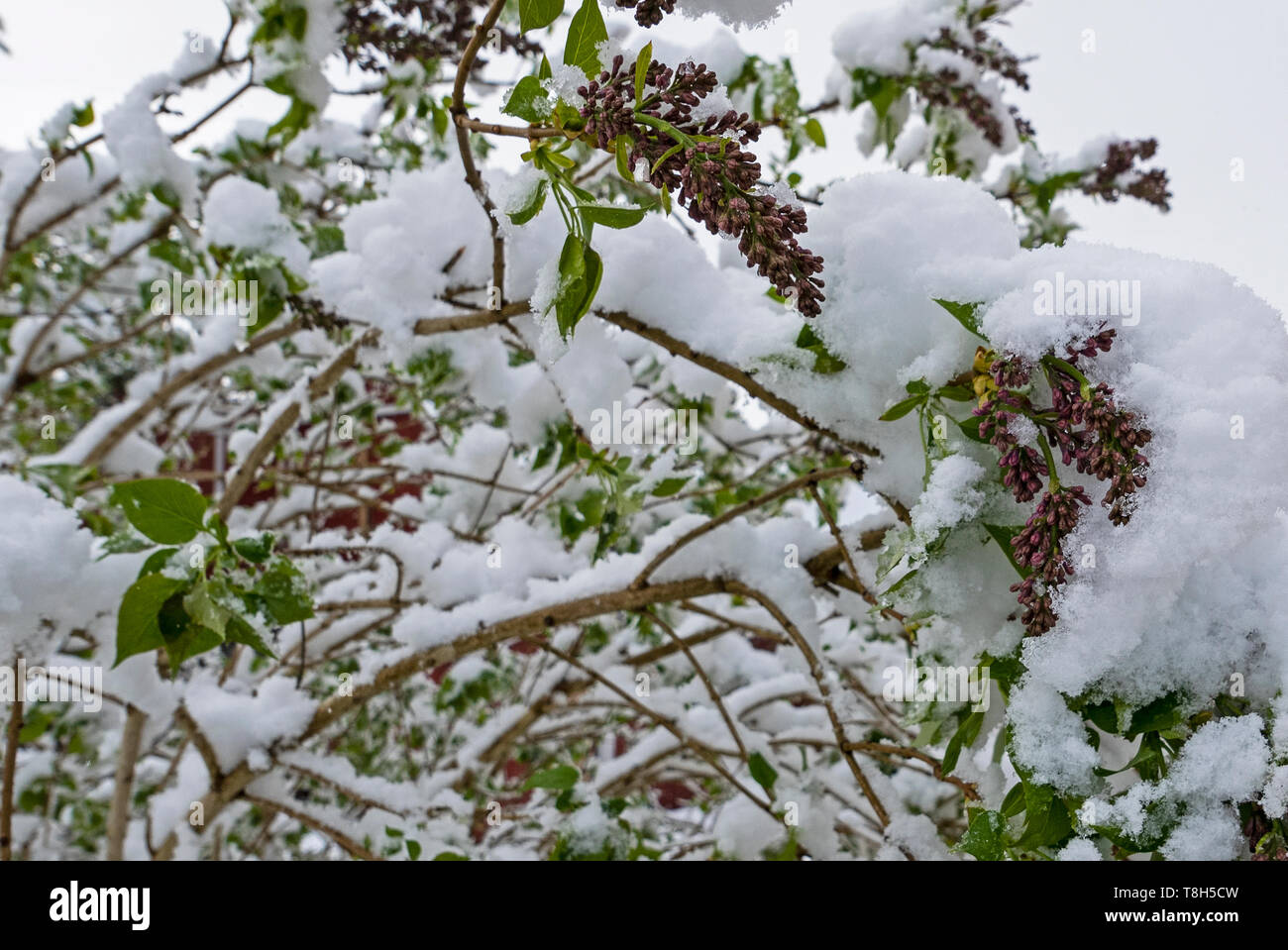Winter return hi-res stock photography and images - Alamy