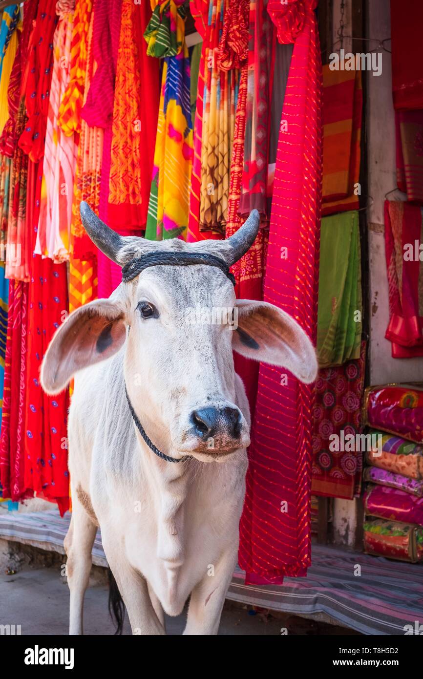 Osiyan High Resolution Stock Photography and Images - Alamy