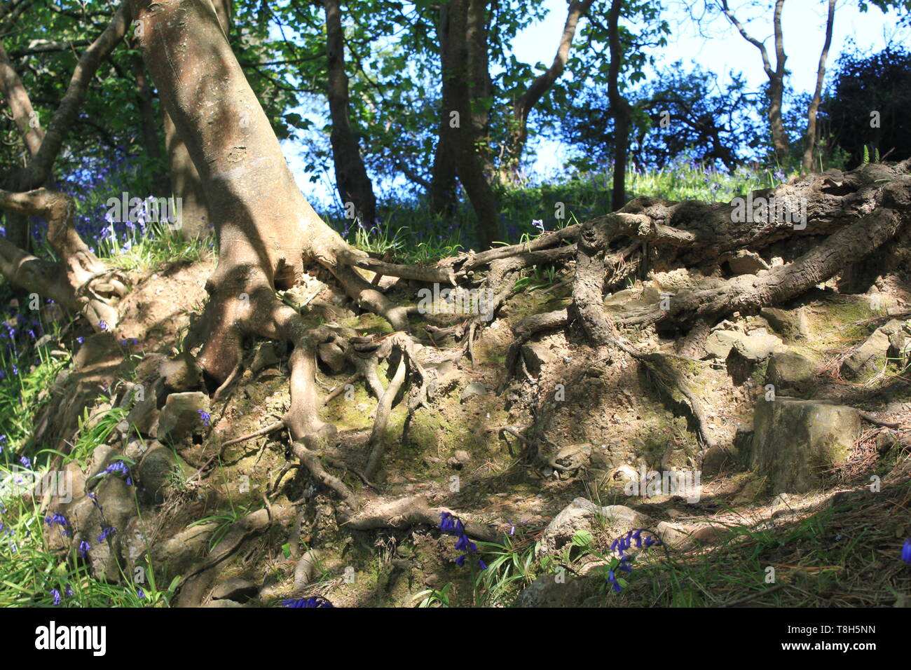 tree roots on a sunny day dappled with shadows Stock Photo - Alamy