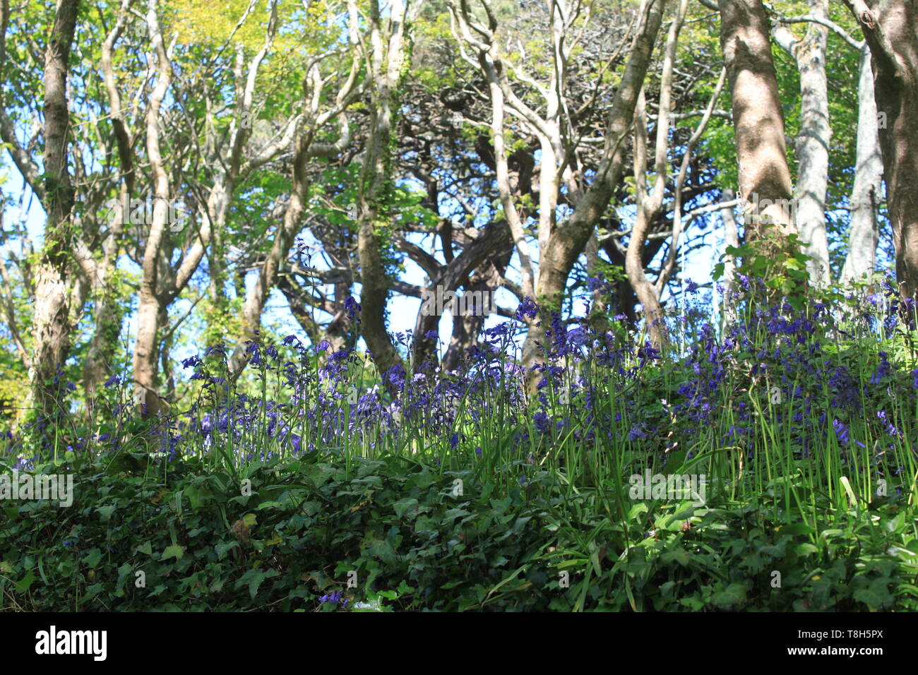 Bluebell hill hi-res stock photography and images - Alamy