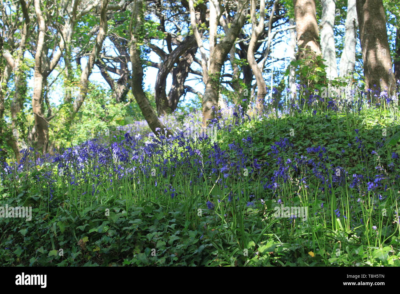 bluebell hill alverton Stock Photo - Alamy