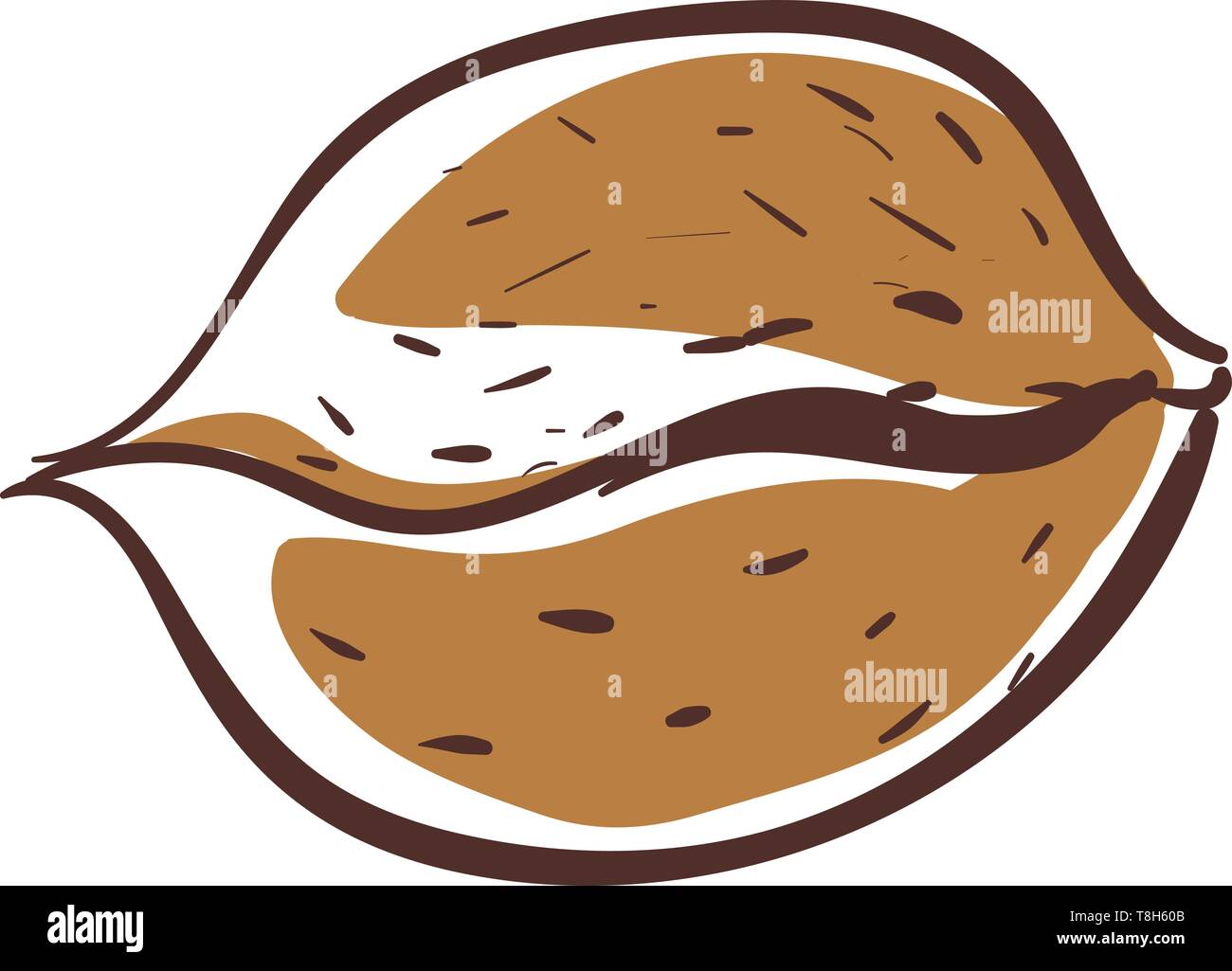 A sketch of a brown nut with lines on it , vector, color drawing or ...