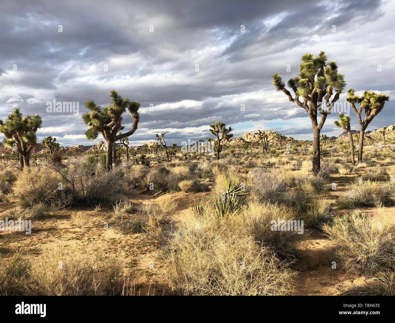 Joshua trees, Joshua Tree National Park, Mojave Desert, California ...