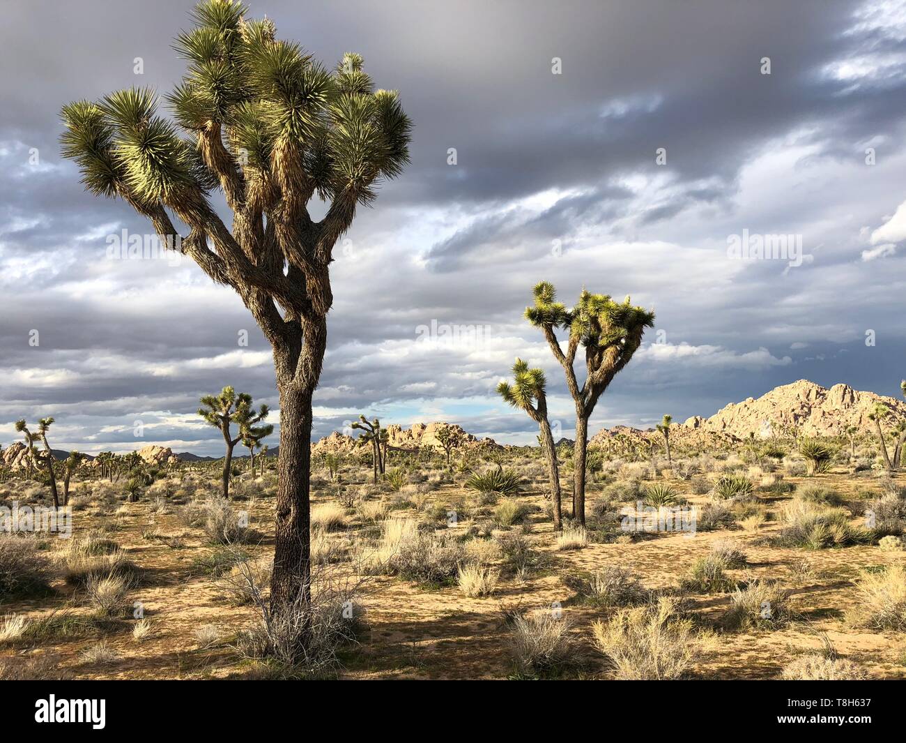 Joshua trees, Joshua Tree National Park, Mojave Desert, California ...