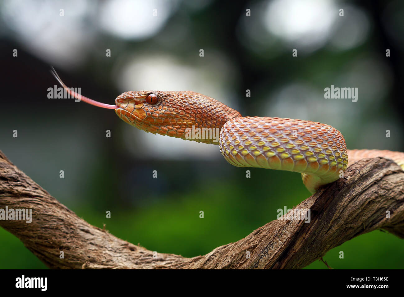 Mangrove pit viper (Trimeresurus purpureomaculatus) ready to strike ...