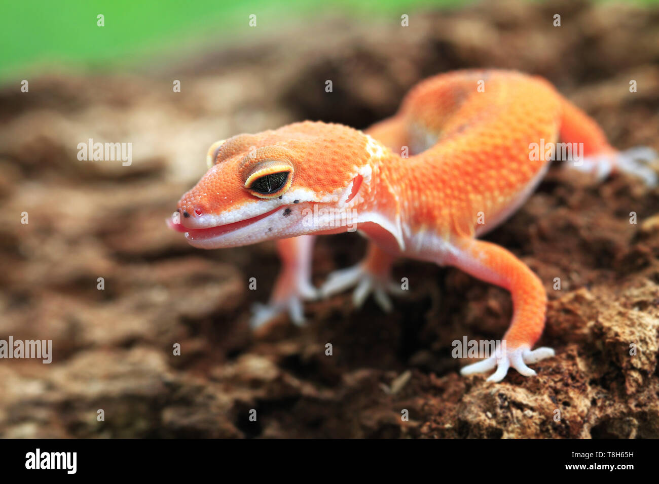 Standing day gecko hi-res stock photography and images - Alamy