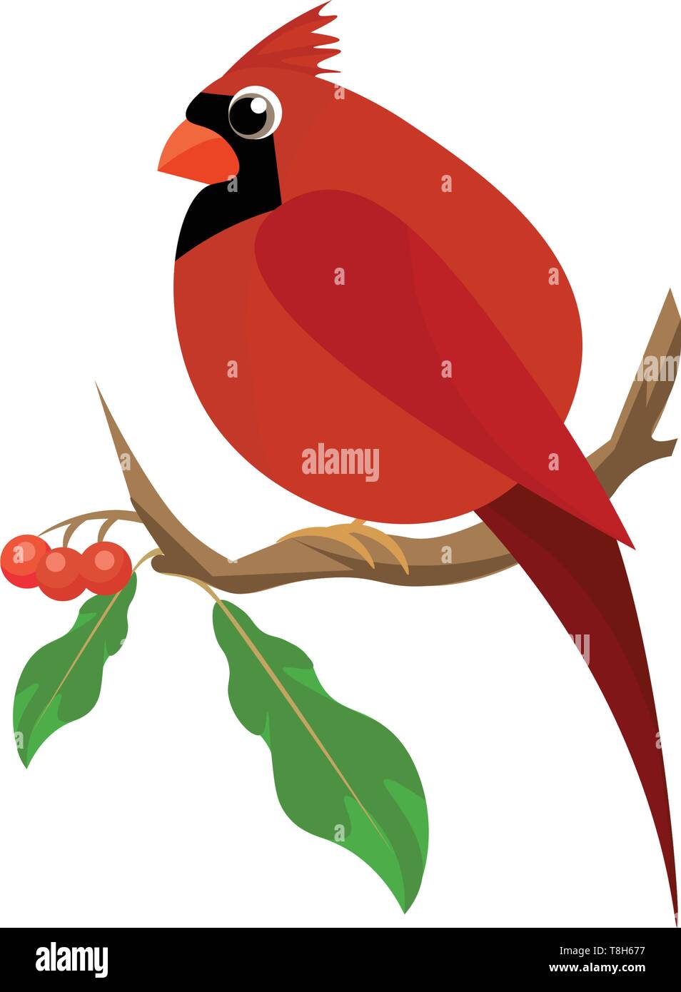 A cute fat cardinal bird with long tail sitting on a branch of cherries ...