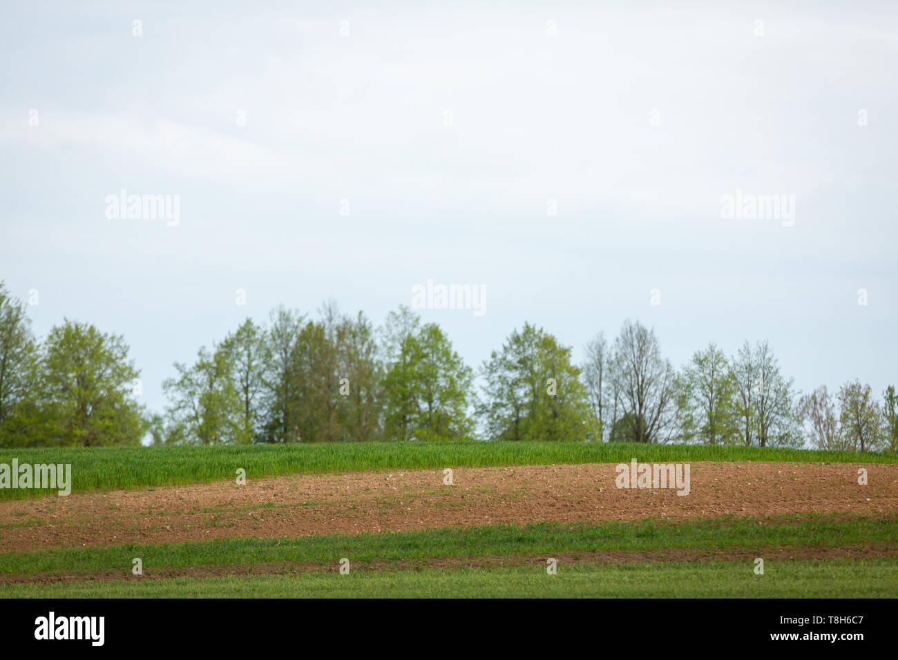Agriculture field in early spring with tree line in background Stock ...