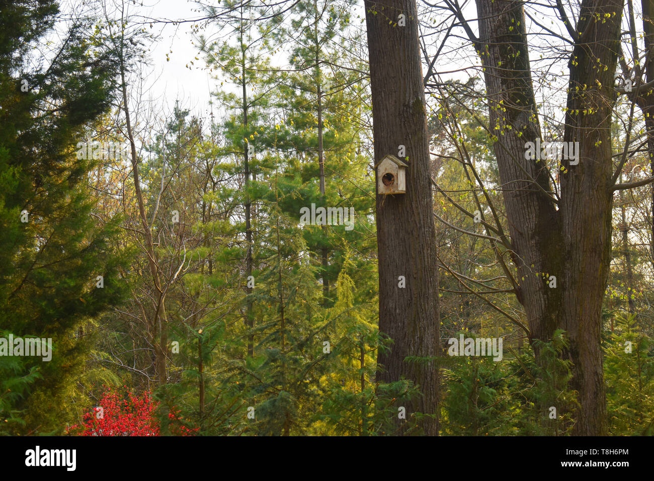 Handmade birdhouse on a tree in forest Park , hand wood shelter for ...