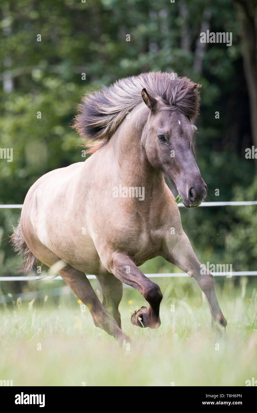 Icelandic Horse. Dun mare galloping on a pasture. Germany Stock Photo ...