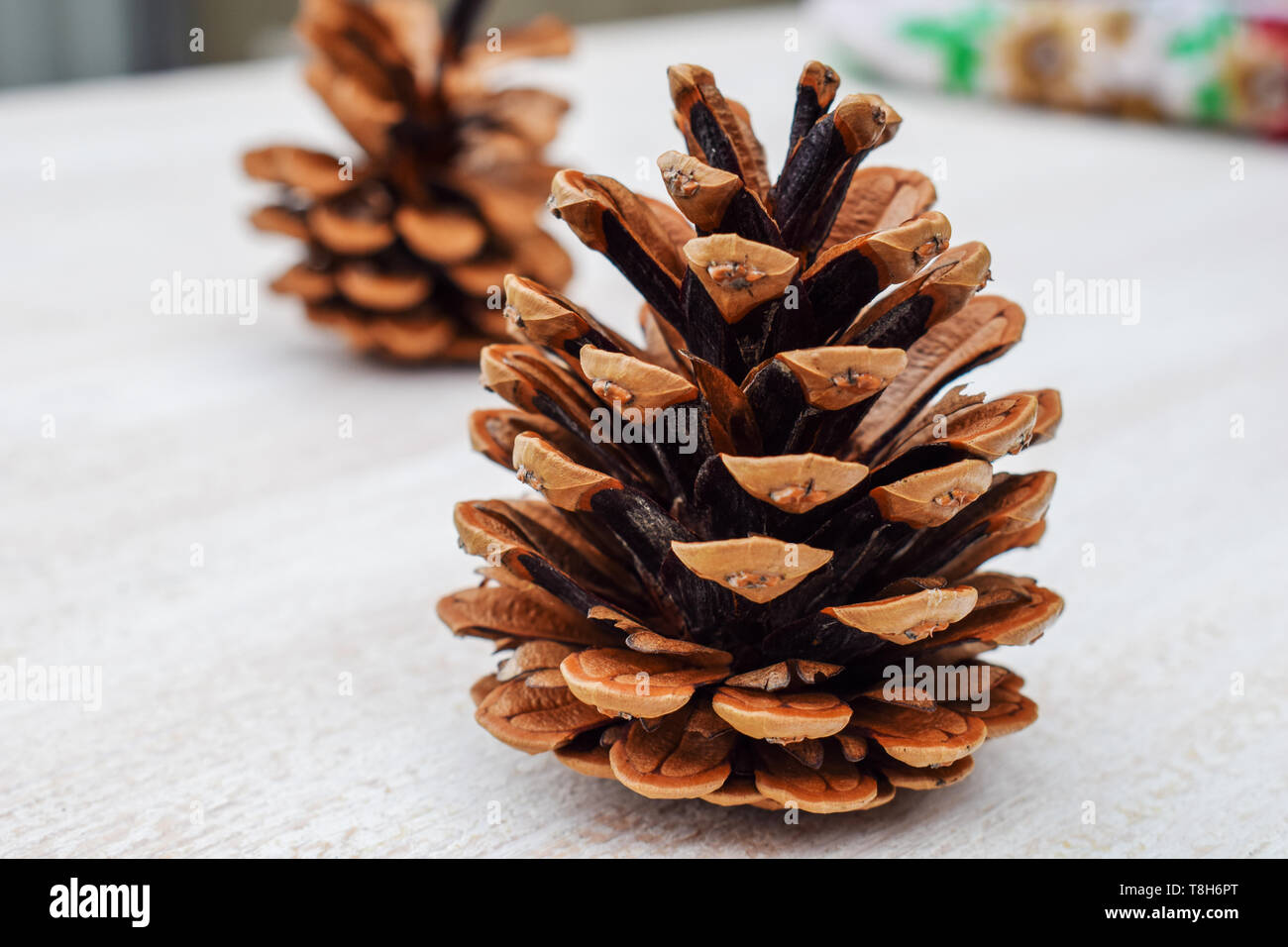 Pine cones on a light background. Open pine cones Stock Photo - Alamy