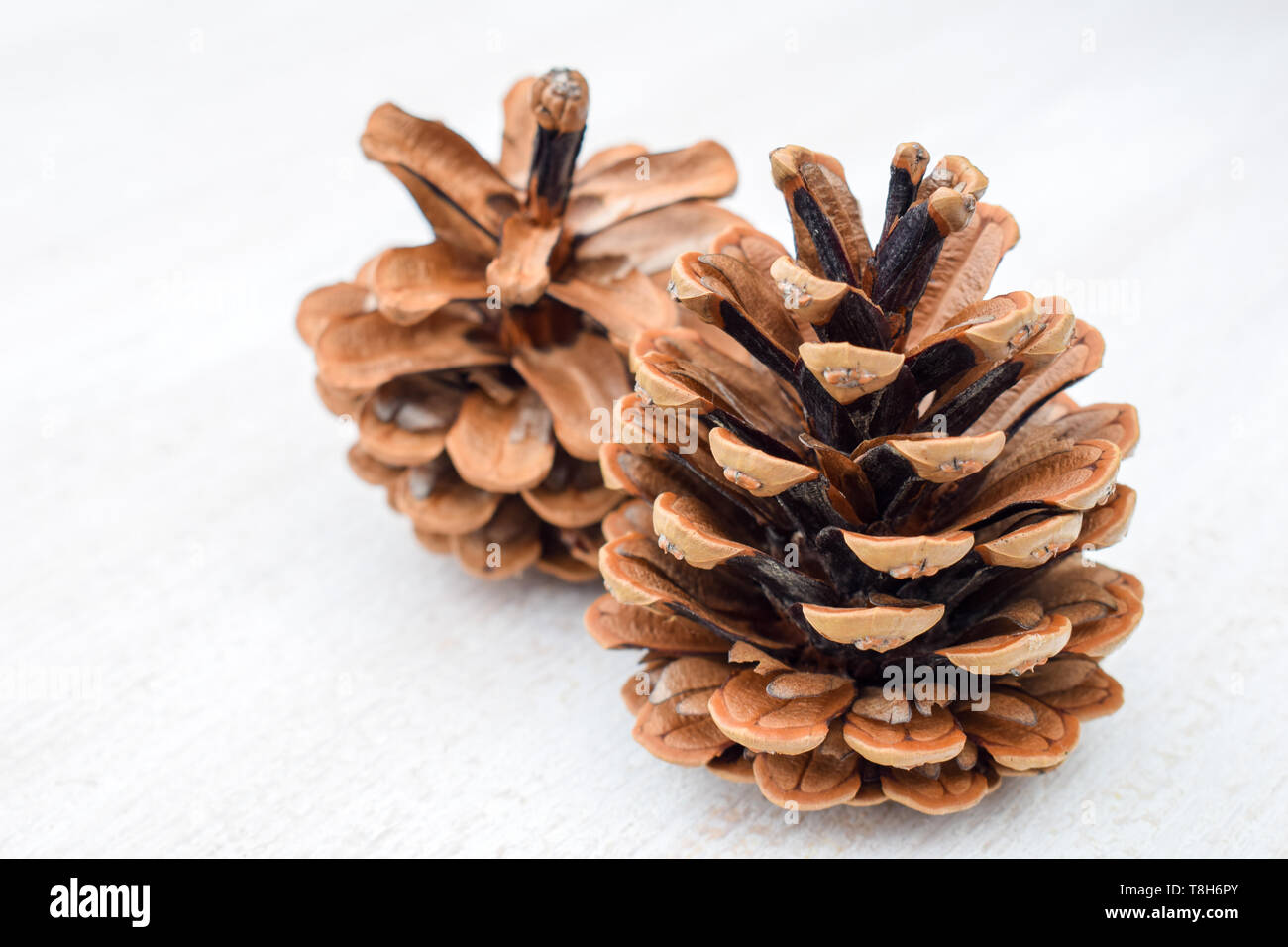Pine cones on a white background. Open pine cones Stock Photo - Alamy