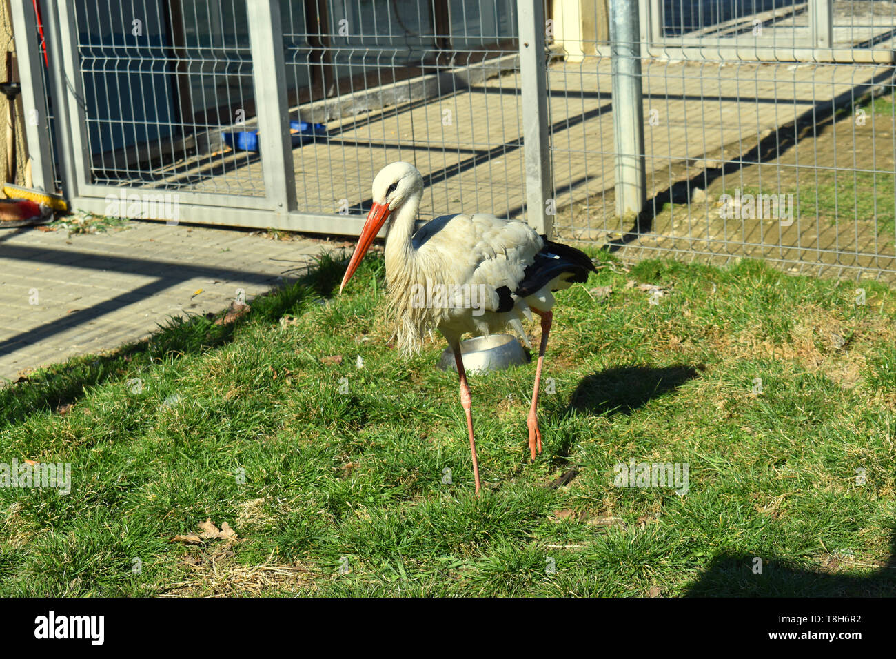 One stork in the cage at ZOO. Wild bird in captivity Stock Photo - Alamy