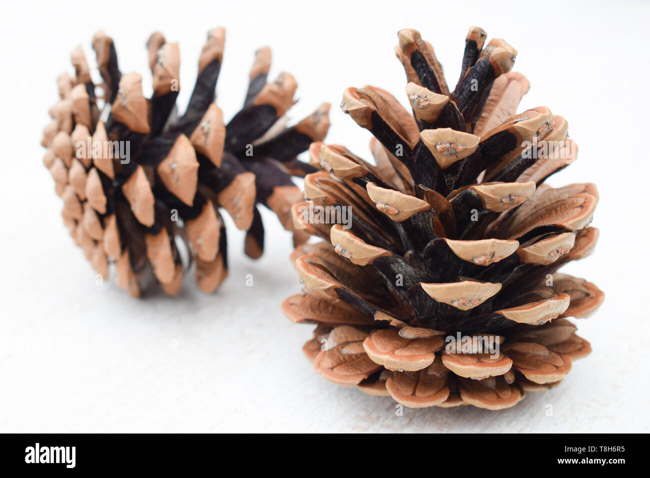 Open cones hi-res stock photography and images - Alamy