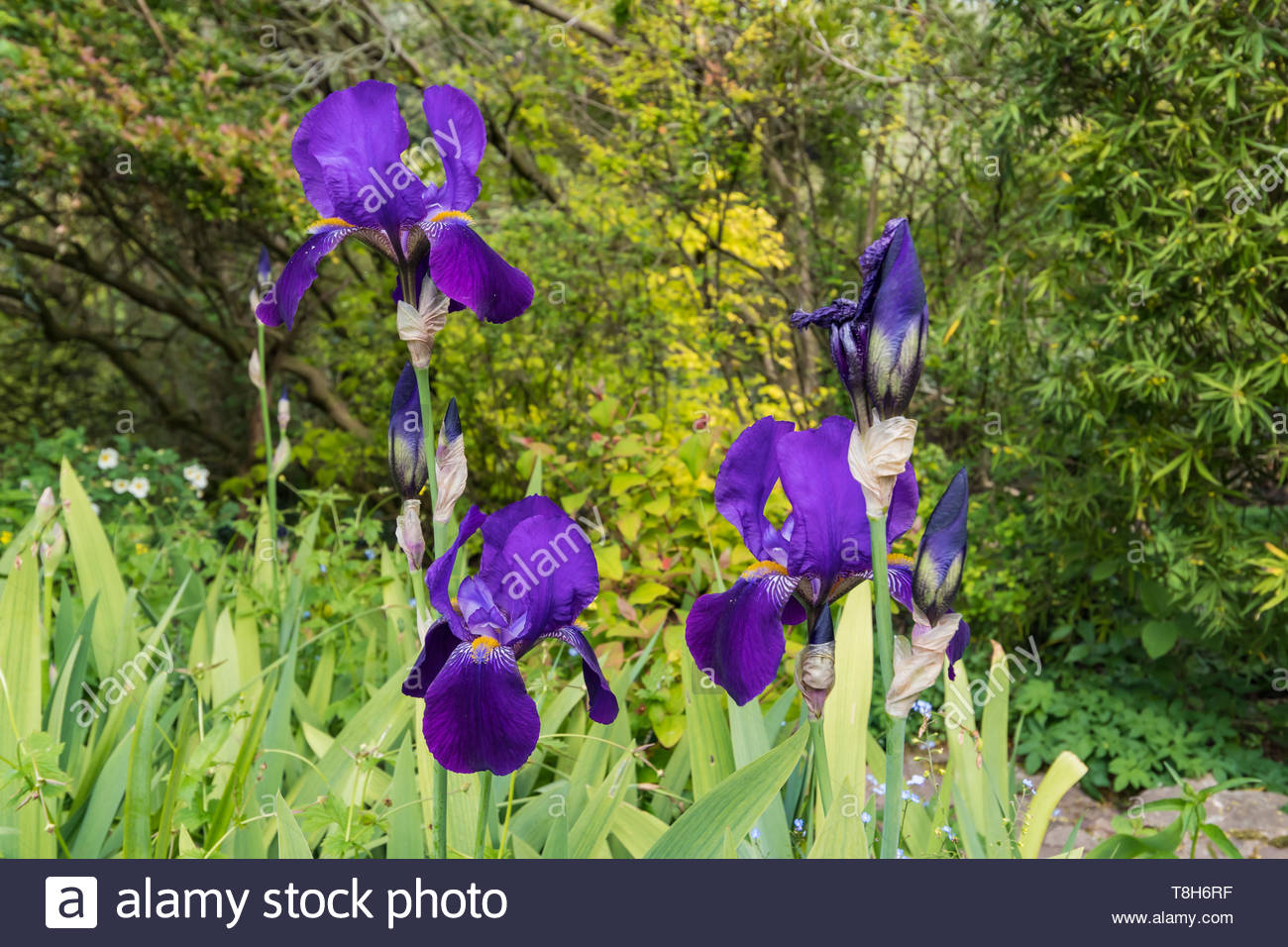 Iris Germanica Stock Photos & Iris Germanica Stock Images - Alamy
