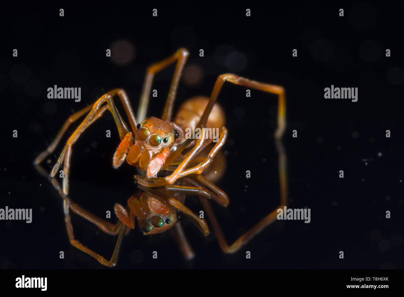 Macro Spider on Mirror Stock Photo - Alamy