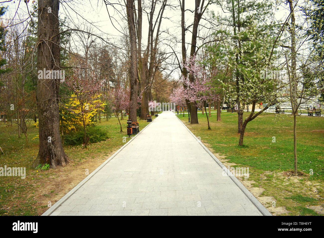 New pathway and beautiful trees track for running or walking and ...