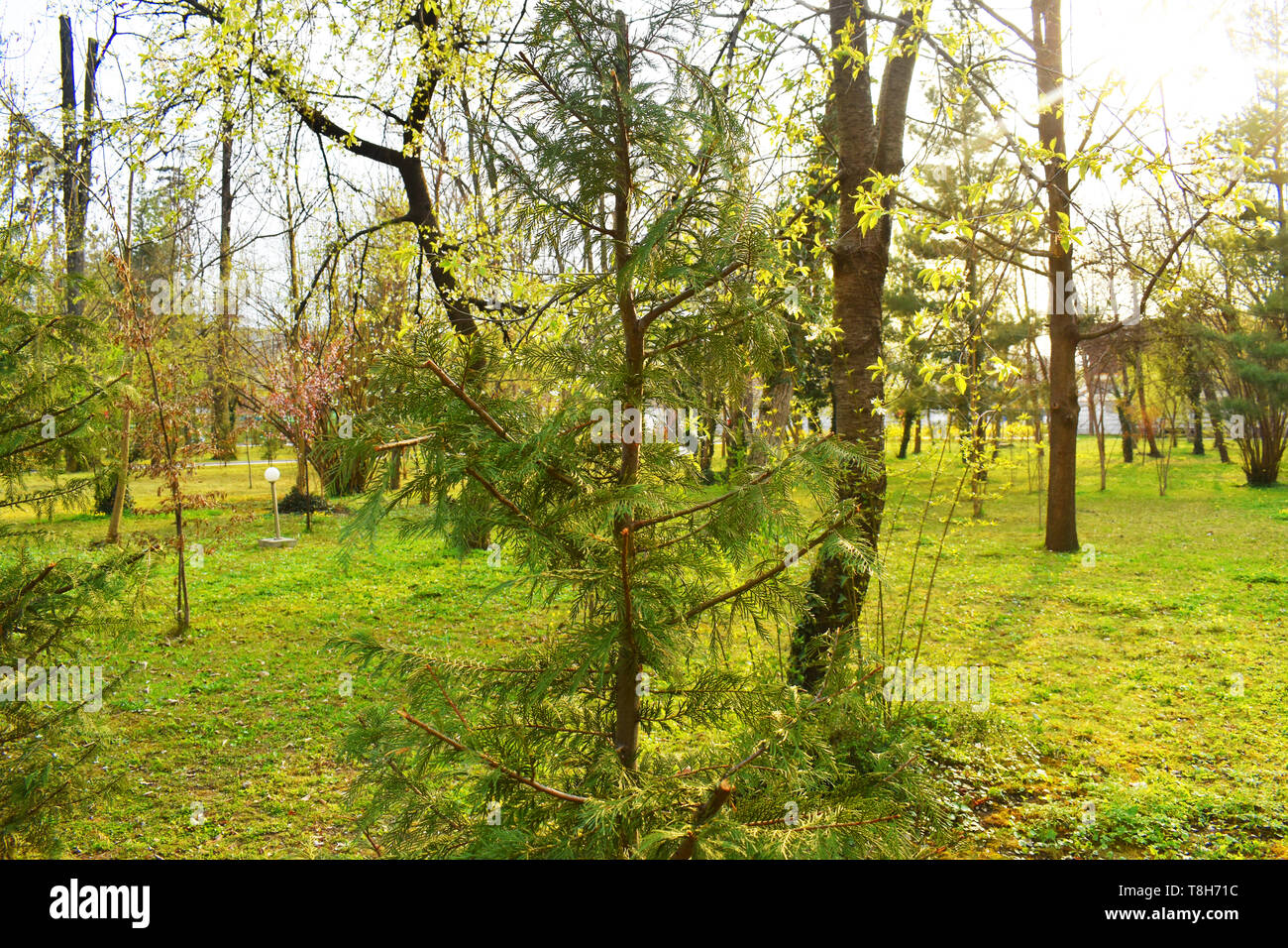 Ramnicu Valcea, Romania 02.04.2019 - The beautiful Zavoi Park in a ...