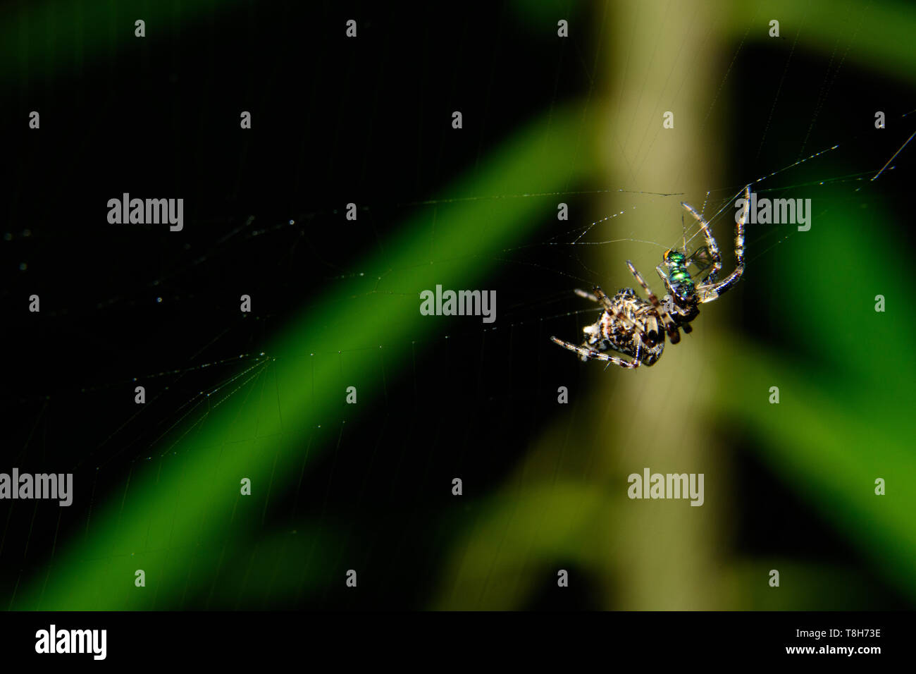 Macro spider on top of the spider web Stock Photo - Alamy