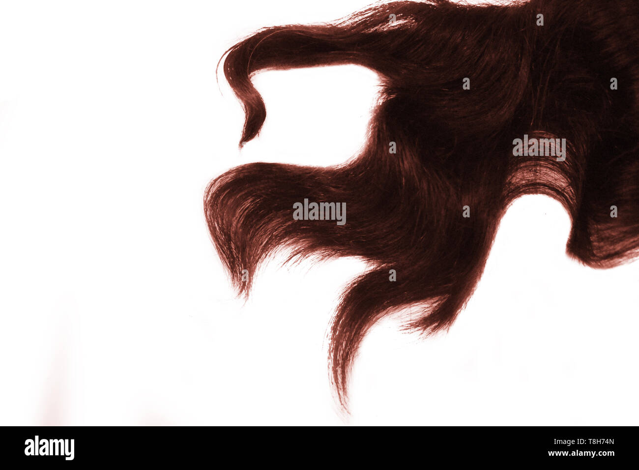Curly dyed hair strand isolated on white background Stock Photo - Alamy
