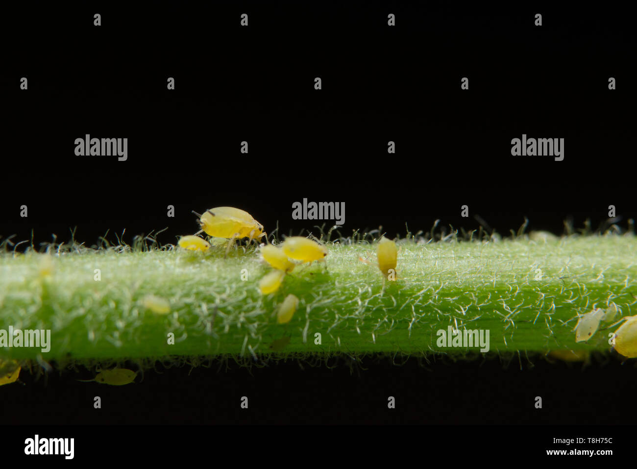 Pea aphid acyrthosiphon pisum hi-res stock photography and images - Alamy