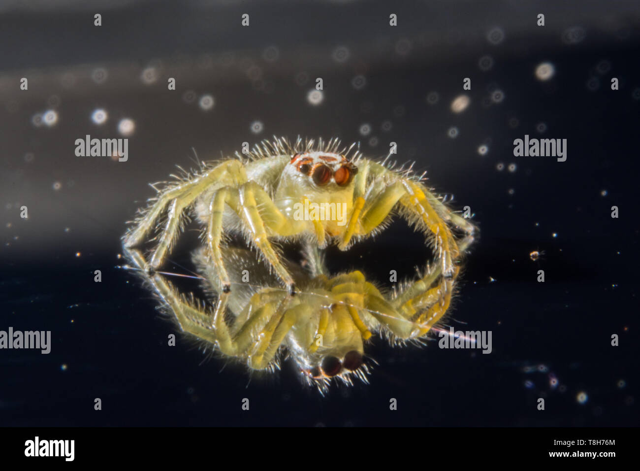 Take a close-up spider Stock Photo - Alamy