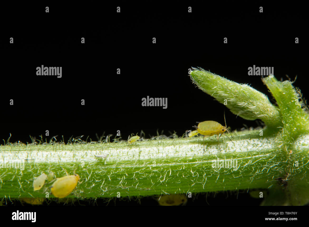 Pea aphid acyrthosiphon pisum hi-res stock photography and images - Alamy