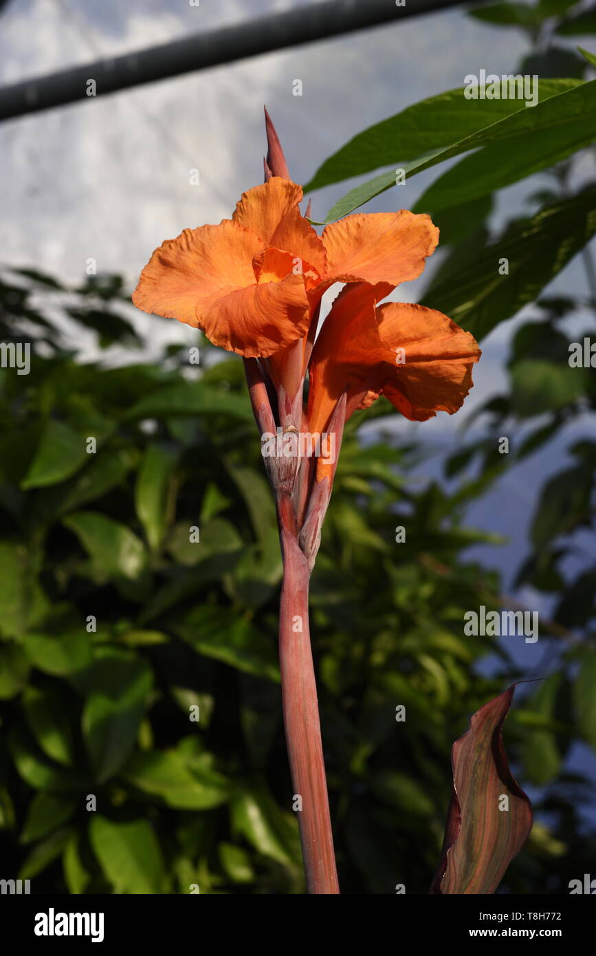 Canna Durban Cannaceae - native to Central and South America. The ...