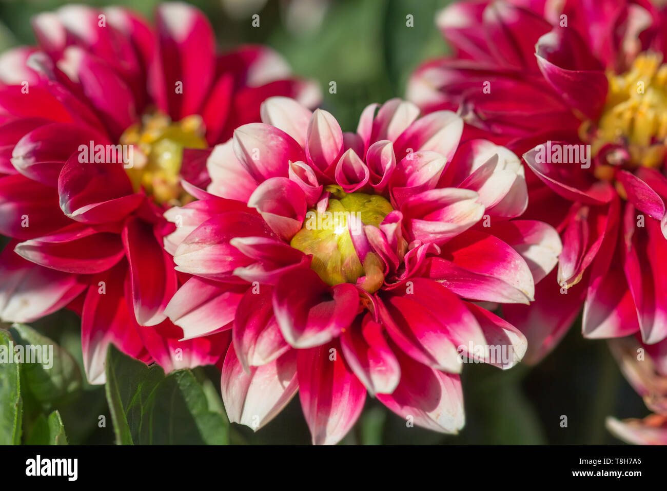 Beautiful red dahlia flower hi-res stock photography and images - Alamy