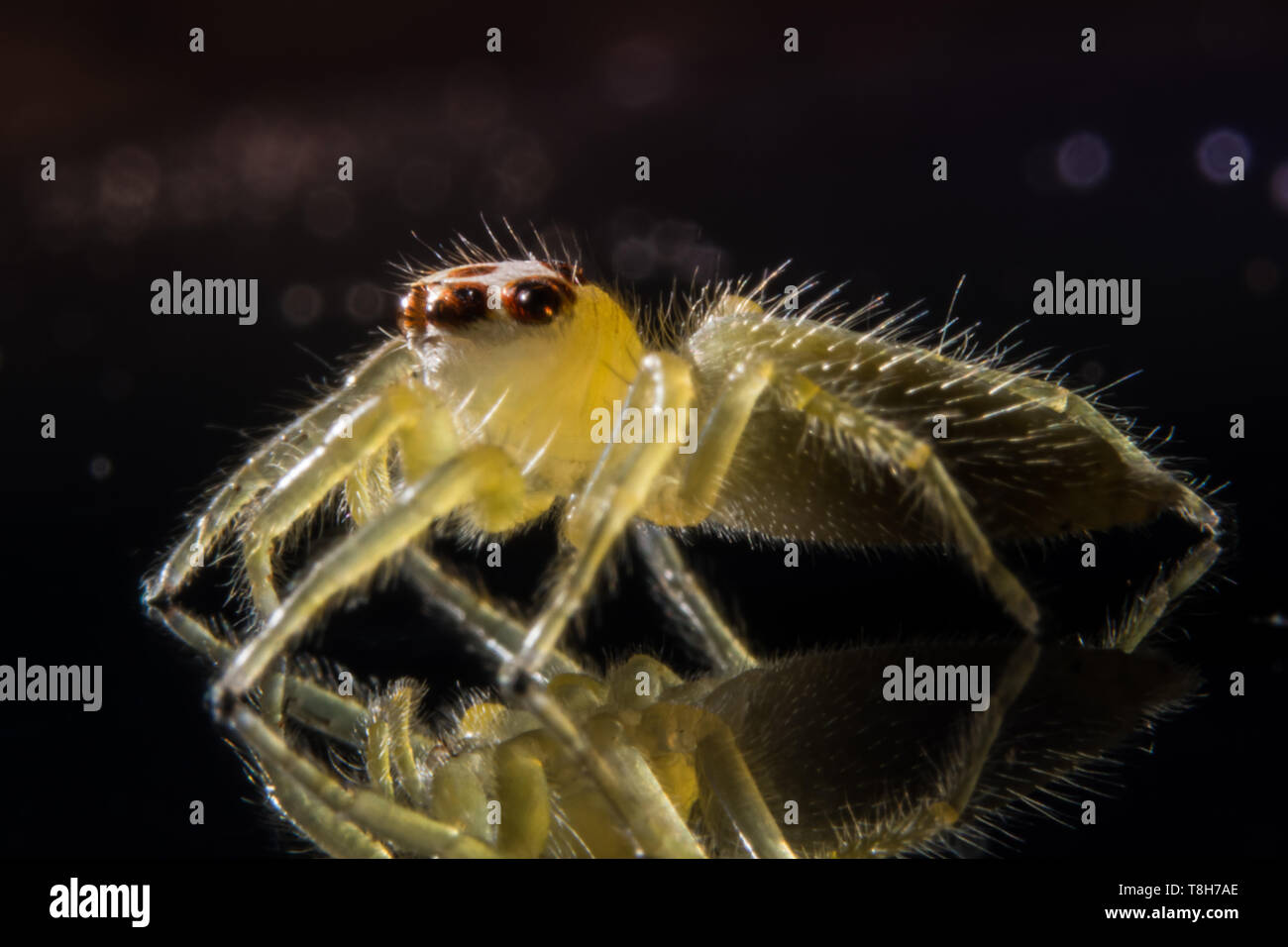 Take a close-up spider Stock Photo - Alamy