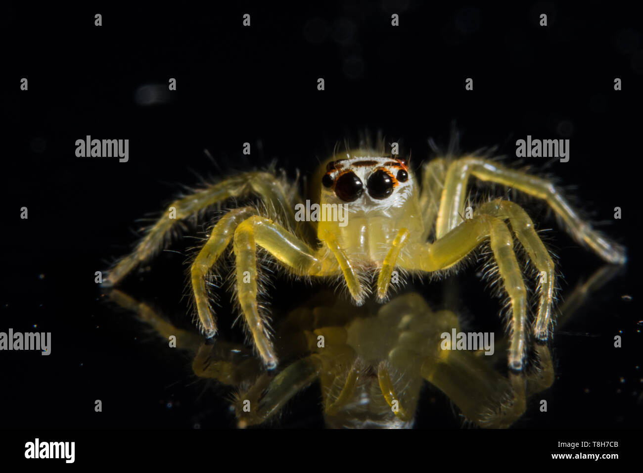 Take a close-up spider Stock Photo - Alamy