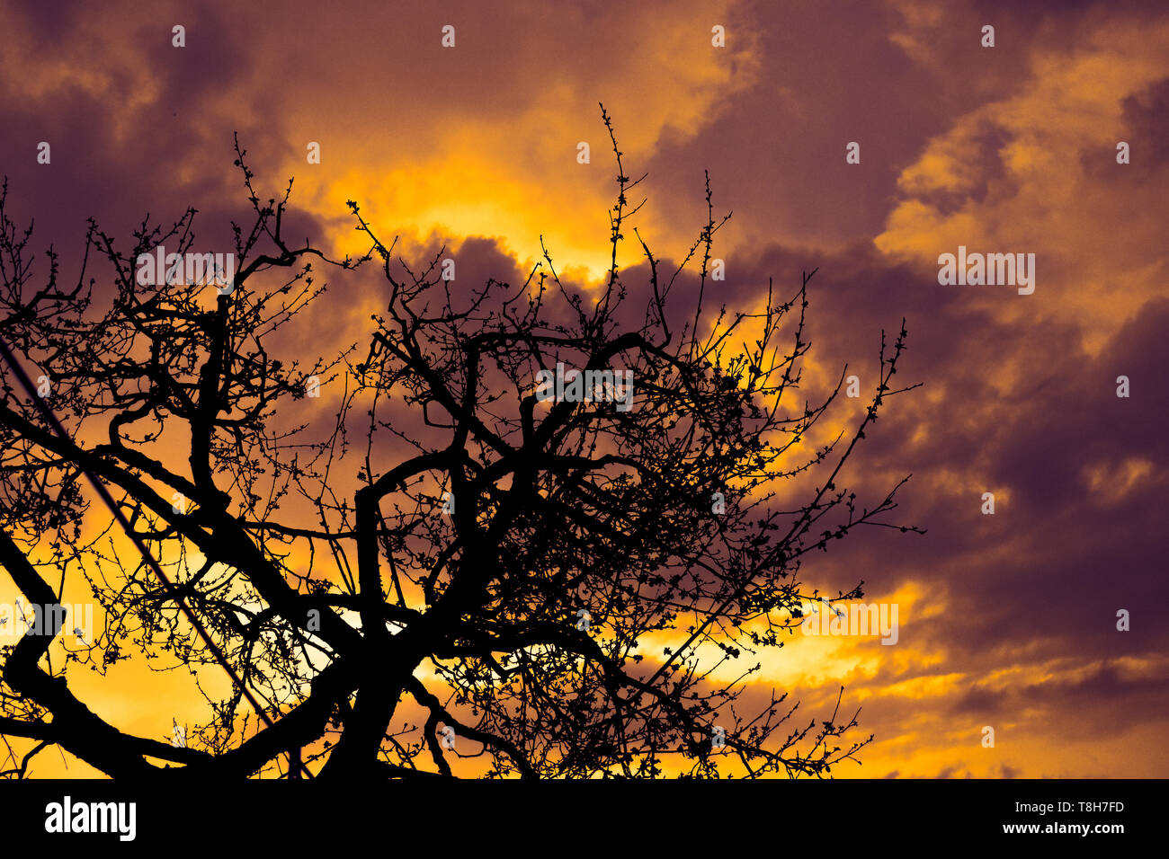 Fire red dawn sky forest hi-res stock photography and images - Alamy