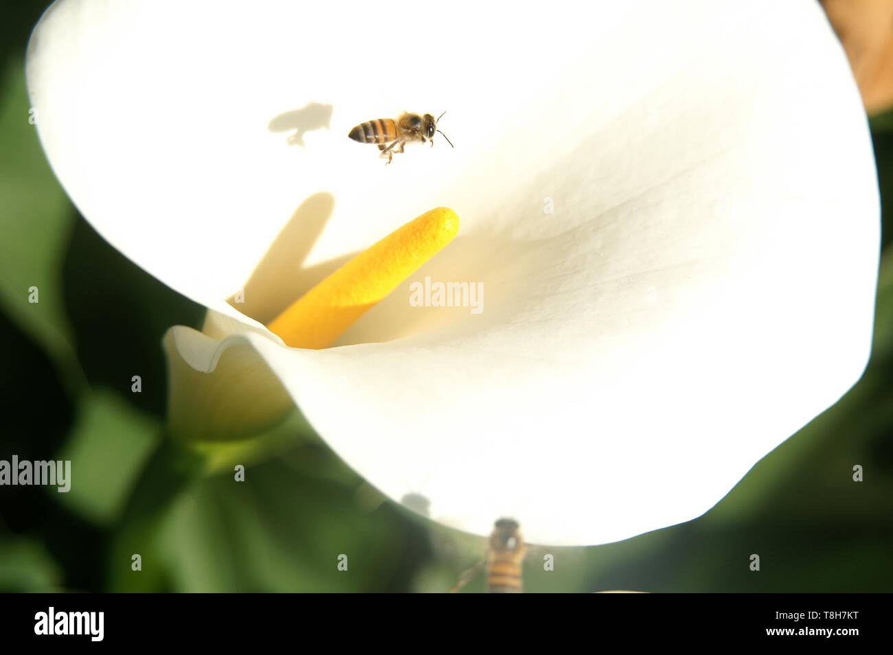 Getting pollin hi-res stock photography and images - Alamy