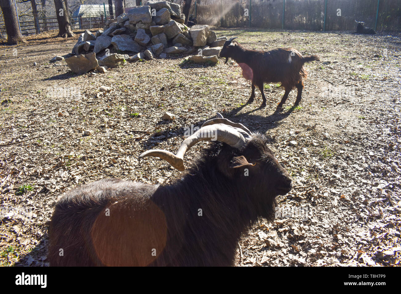 Black woolly ram Stock Photo - Alamy