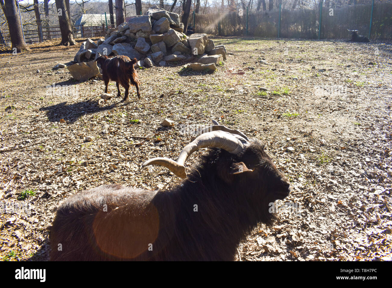 Black woolly ram Stock Photo - Alamy