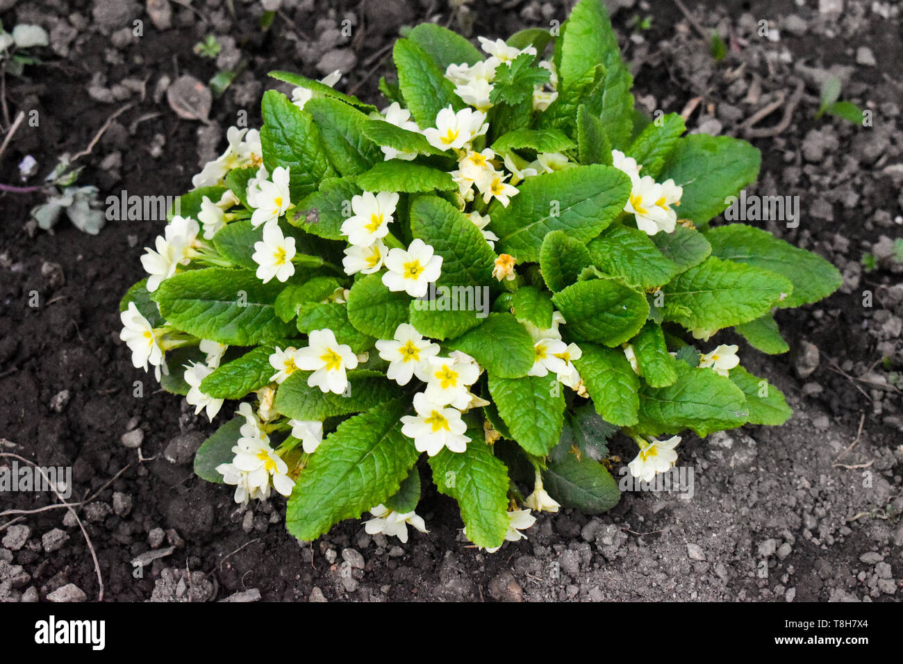 Primrose. The Primulaceae are a family of herbaceous and woody ...