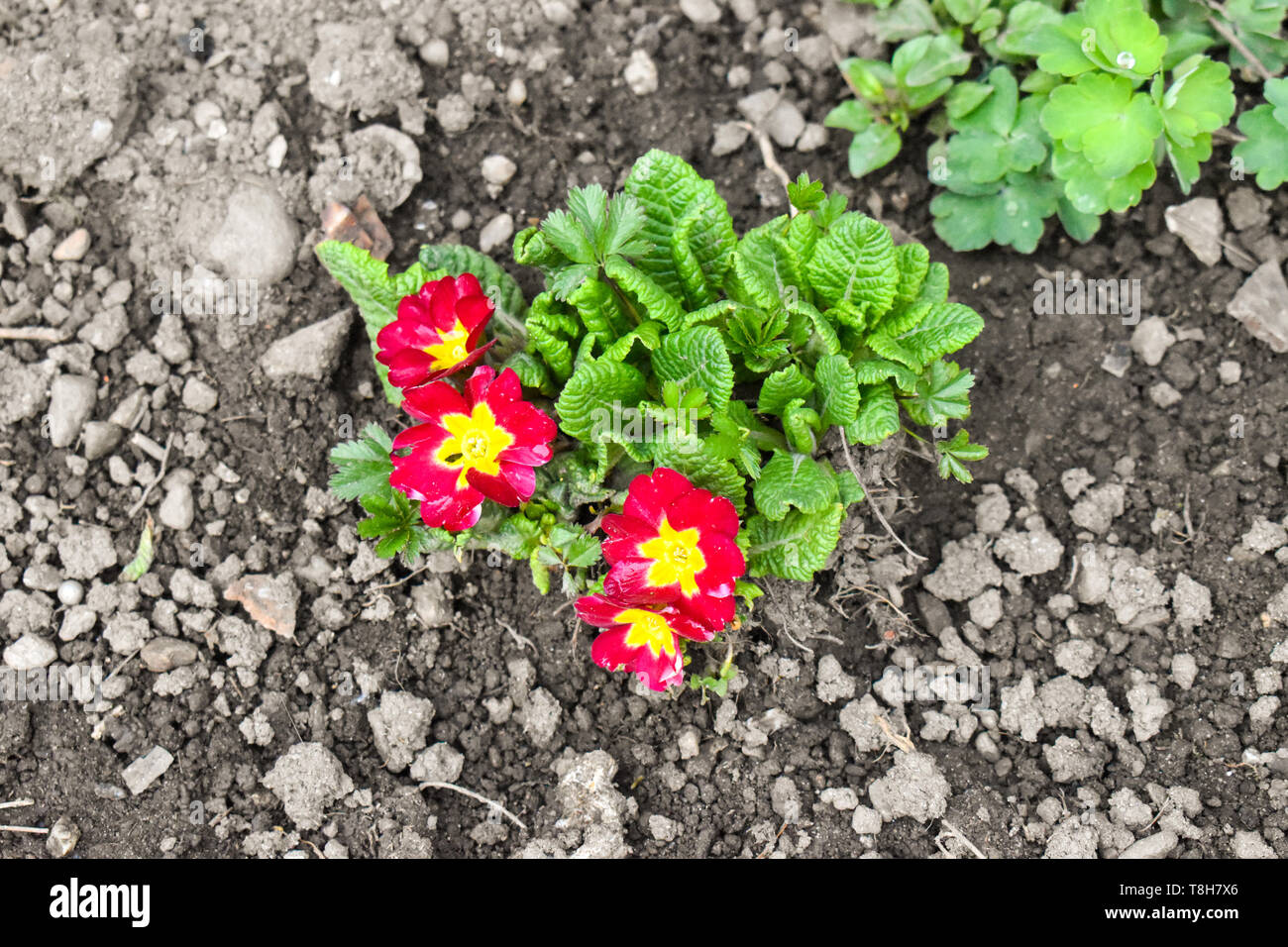 Primrose. The Primulaceae are a family of herbaceous and woody ...