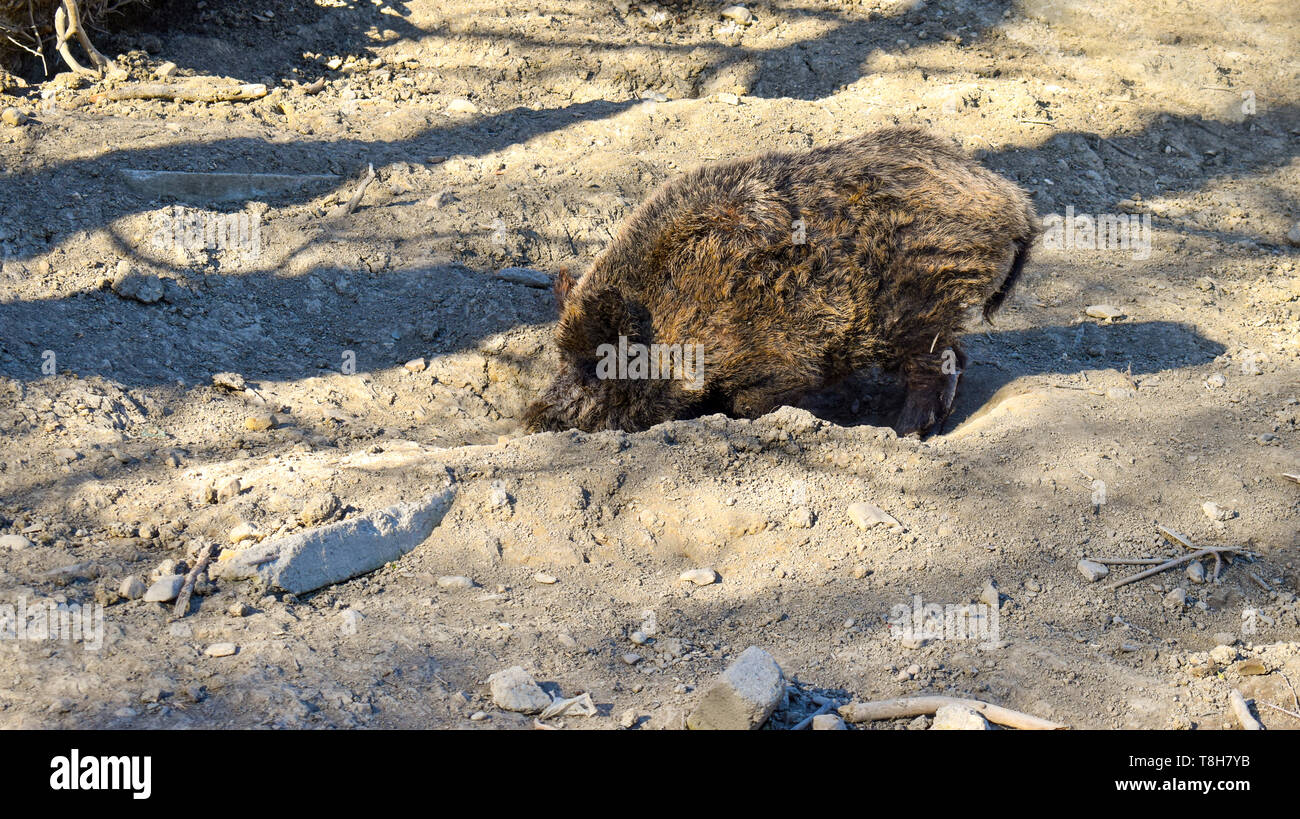 Wild board digging Stock Photo - Alamy