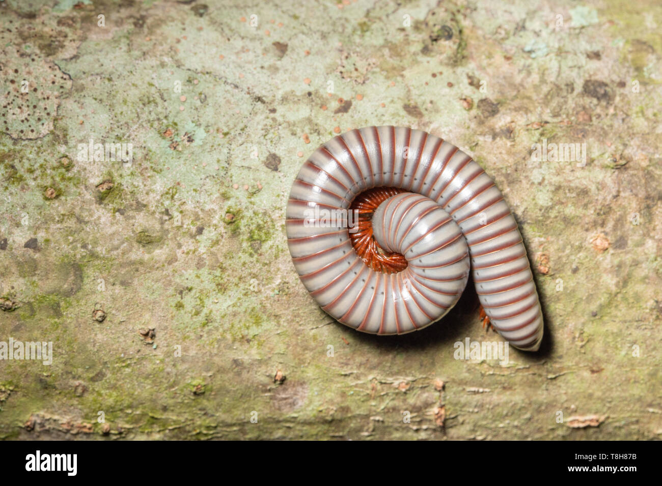 Millipede macro on leaves Stock Photo - Alamy