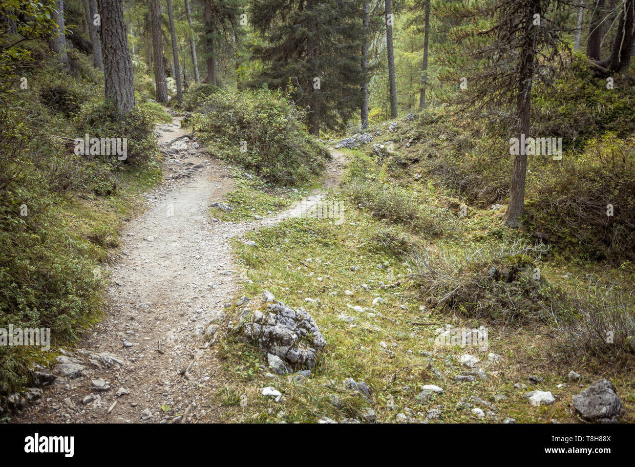 A single mountain path splits in two different directions. It's an ...