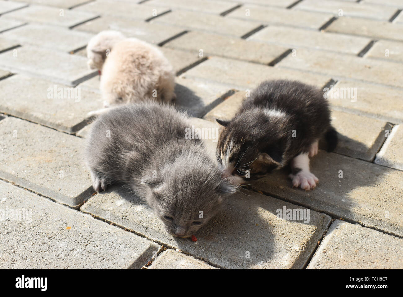 Ten days old baby cats on the pavement in the back yard Stock Photo - Alamy
