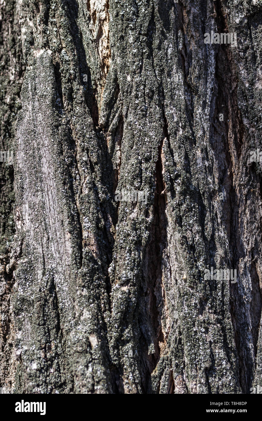 Cherry wood bark texture background hi-res stock photography and images ...