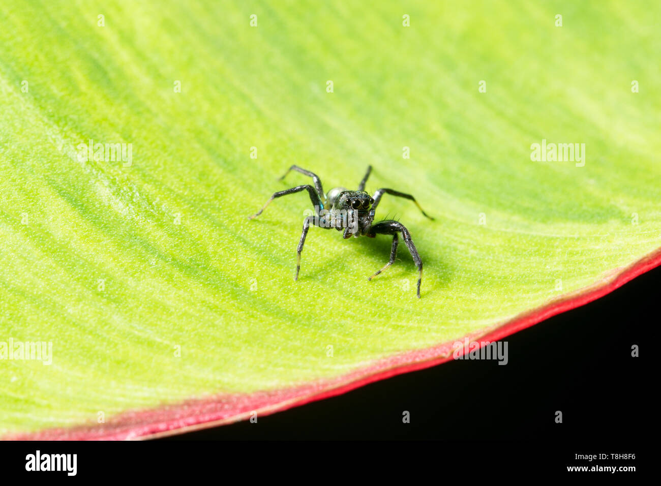 Macro spider on the leaf Stock Photo - Alamy