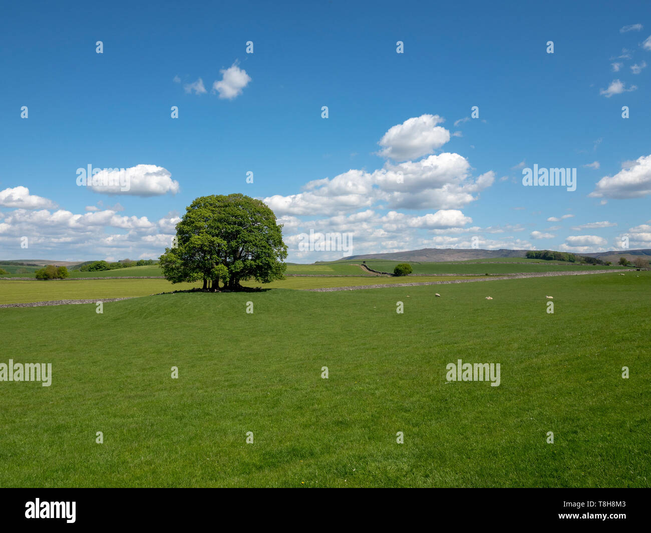 Typical Yorkshire Dales landscape with green fields and drystone walls ...