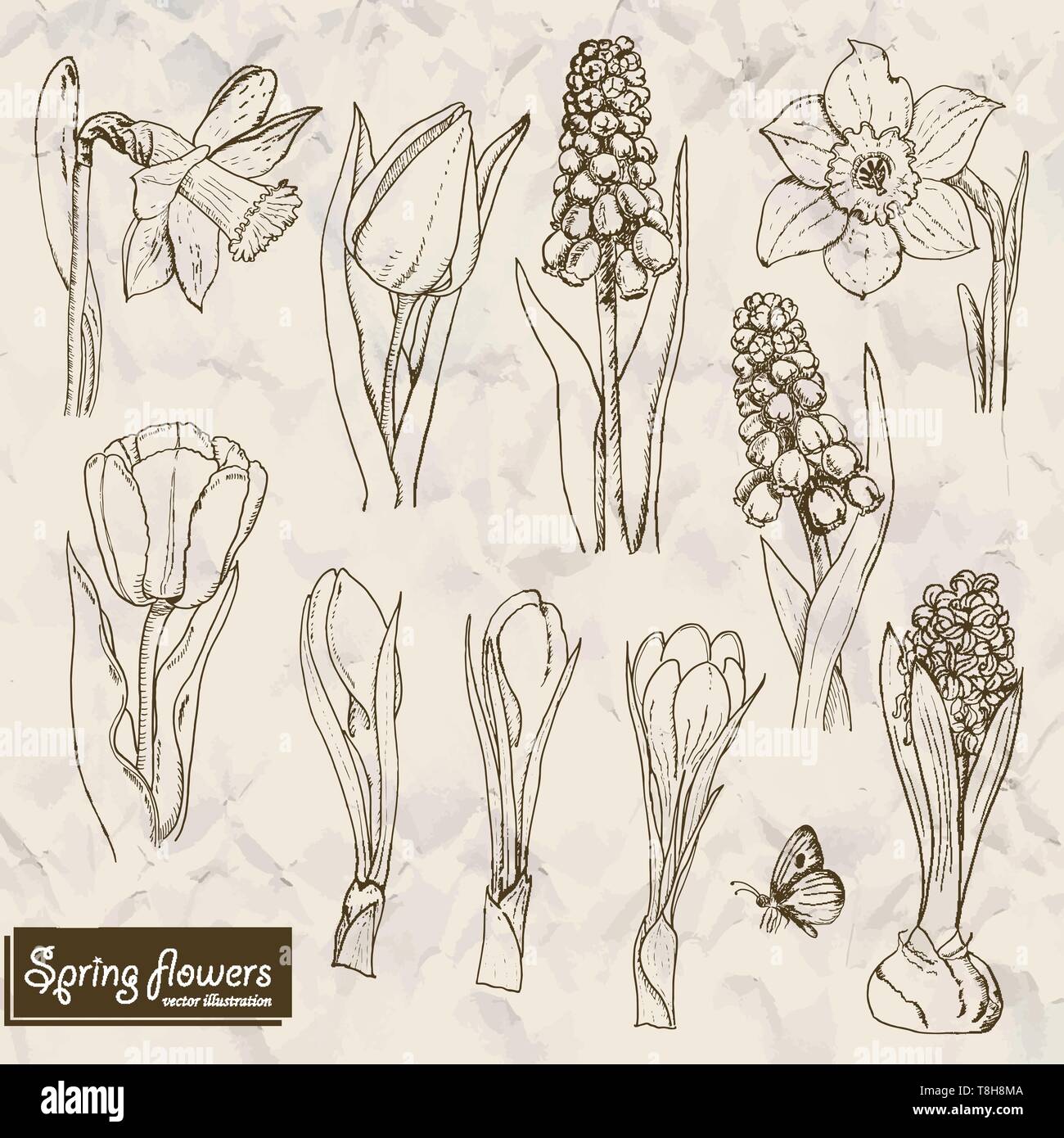 Set of isolated spring flowers. Vector illustration for your design ...