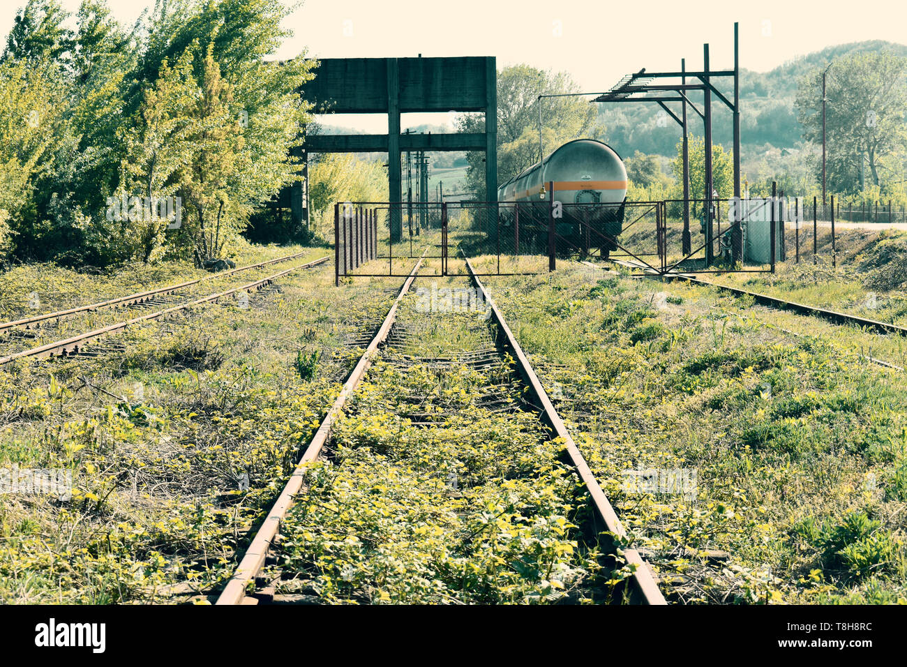 Old abandoned rusty rails with weeds and plants through them Stock ...