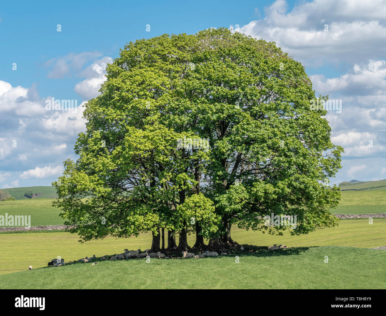 Sheep lying under shade of trees in a typical Yorkshire Dales landscape ...