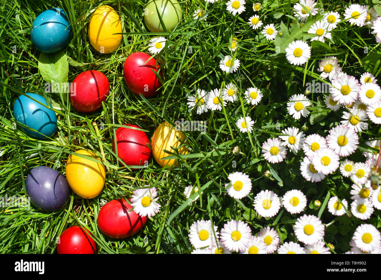 Colorful Easter eggs in the green grass with white spring flowers Stock ...