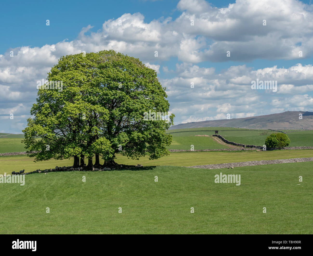 Countryside tree sheep hi-res stock photography and images - Alamy